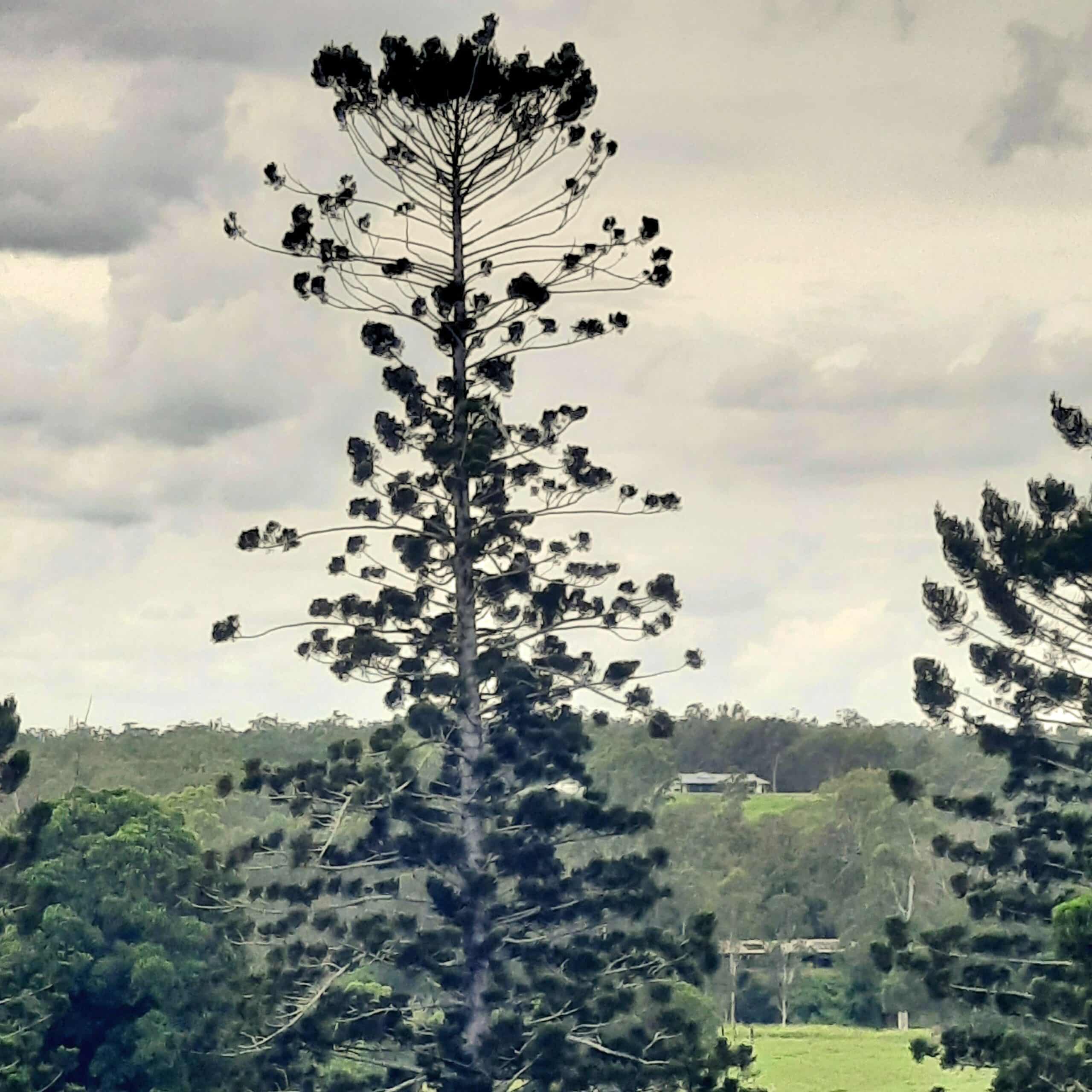 The Hoop Pine Birth of Forest Products Industry in Queensland | Wood ...