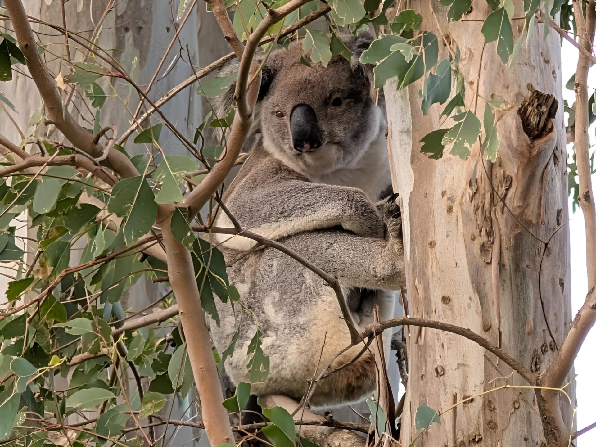 NSW Survey Finds 274,000 Koalas in Forests, Exposing Major Flaws in ...