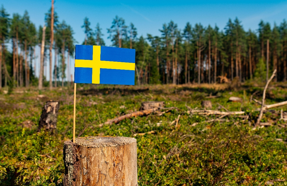 Sweden’s Sawmills Face SEK 2 Billion in New Costs as Green Policies ...