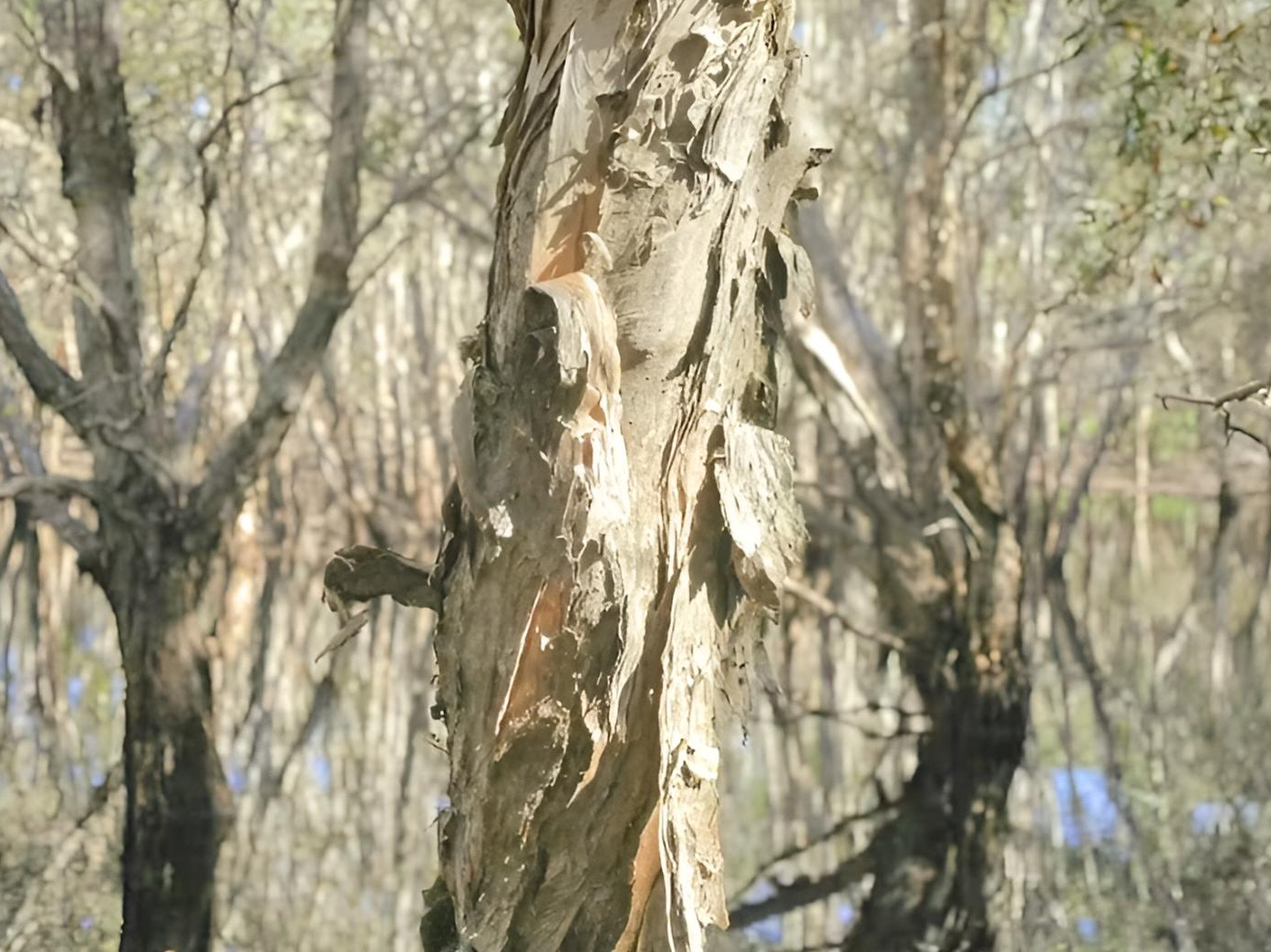 We Discovered Microbes in Bark That ‘Eat’ Climate Gases. This Will ...