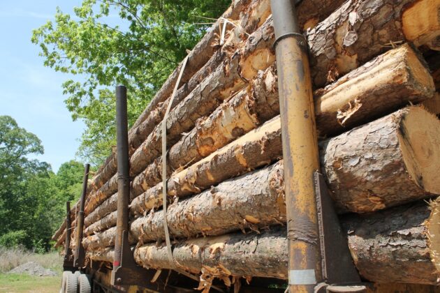 Timber Shortage Deepens as Bulgaria’s Harvest Slumps to Record Lows ...