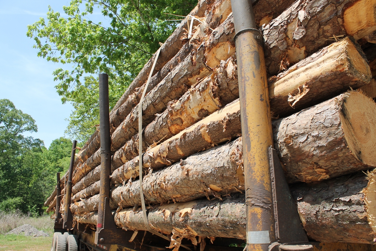 Timber Shortage Deepens as Bulgaria’s Harvest Slumps to Record Lows ...