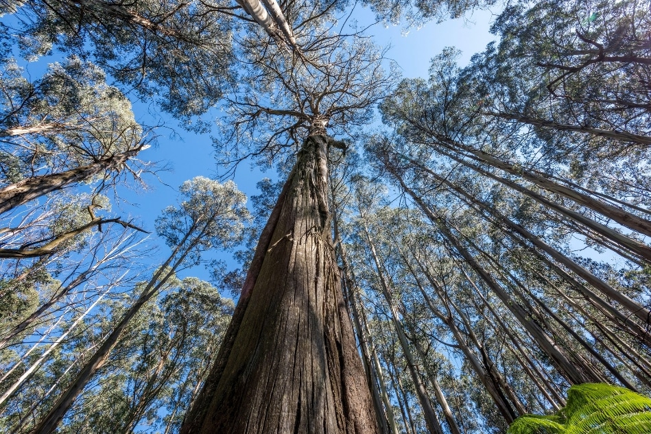 Victoria’s Mountain Ash Forests Naturally Thin Their Trees. So Why Do ...