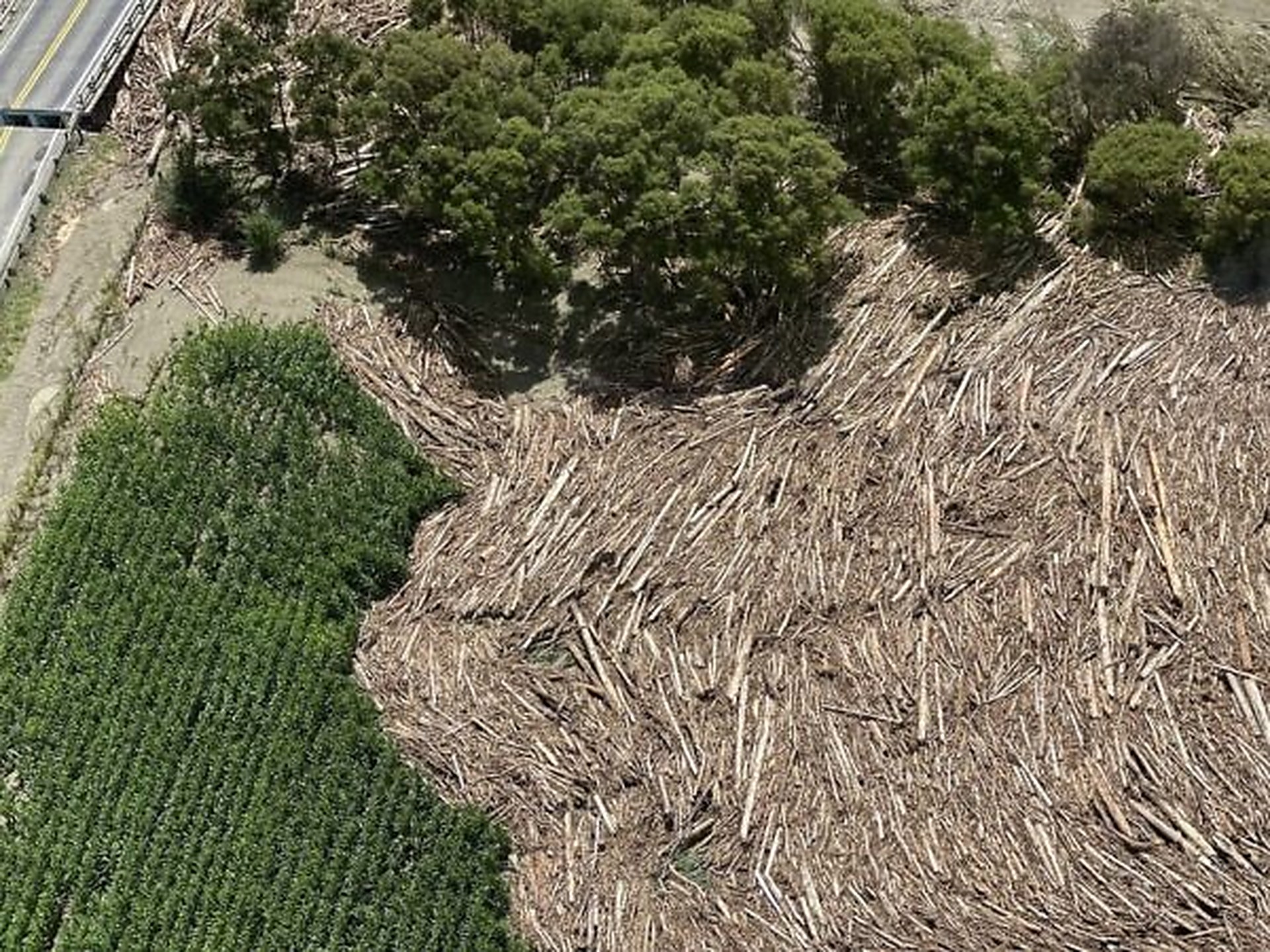 Investors Refuse to Pay Up Over Gisborne Slash Bill | Wood Central