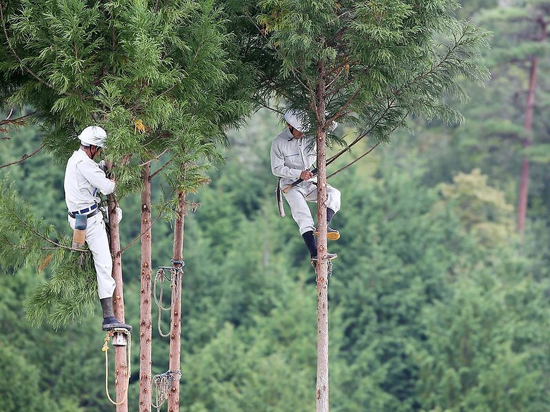 Carbon Finance a Lifeline for Japan's Forestry Sector | Wood Central