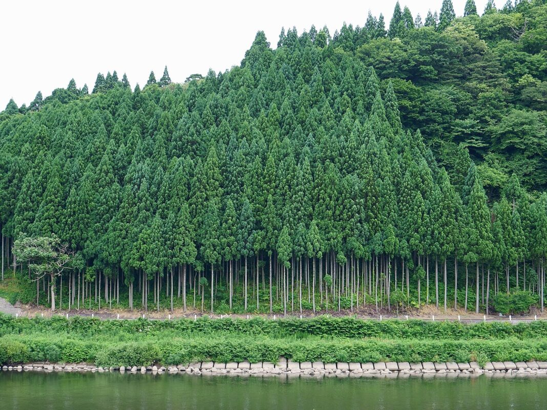 Carbon Finance a Lifeline for Japan's Forestry Sector | Wood Central