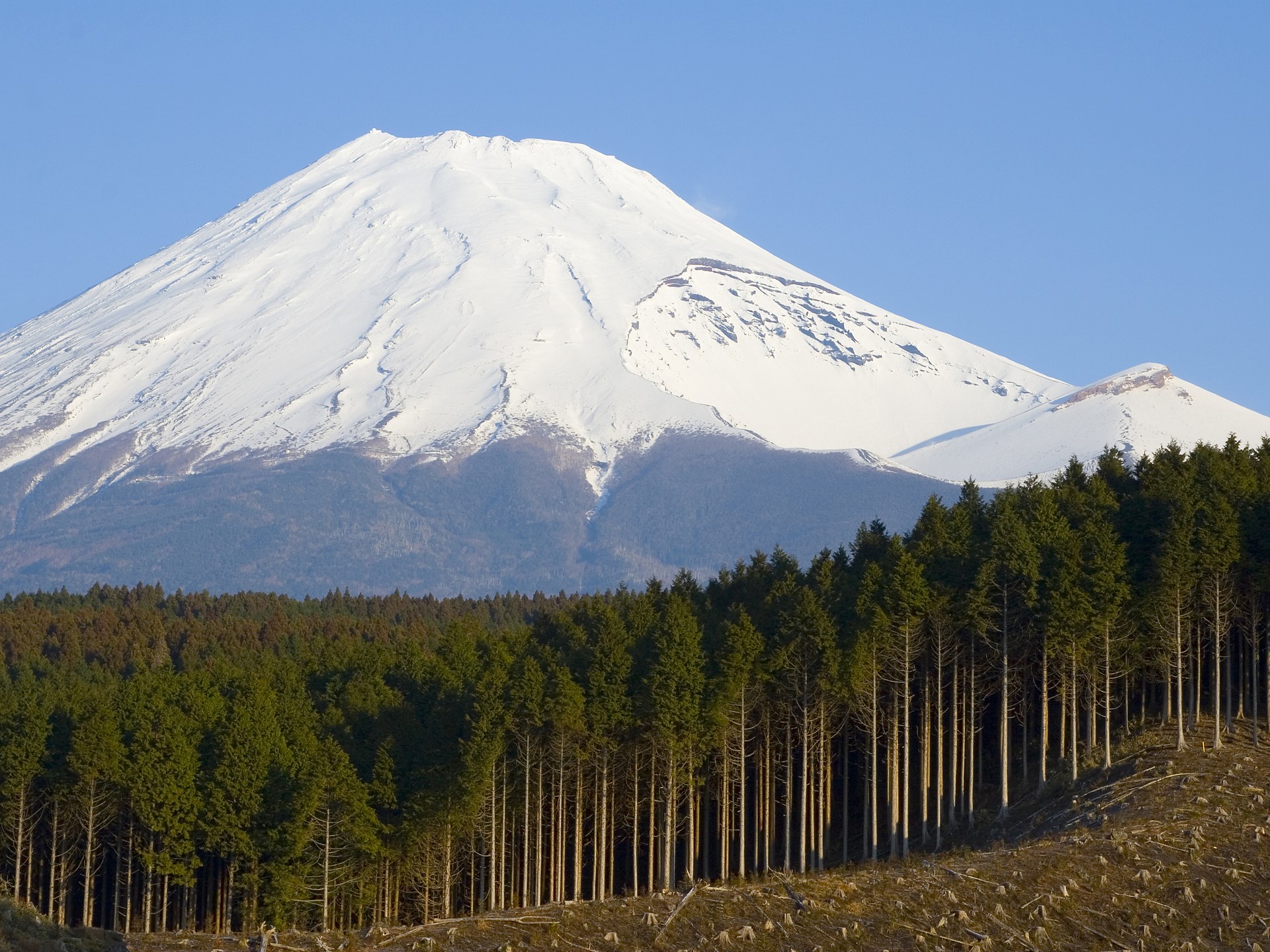 Japan's Cedar Pollen Crisis Costs $1.5 Billion a Day | Wood Central