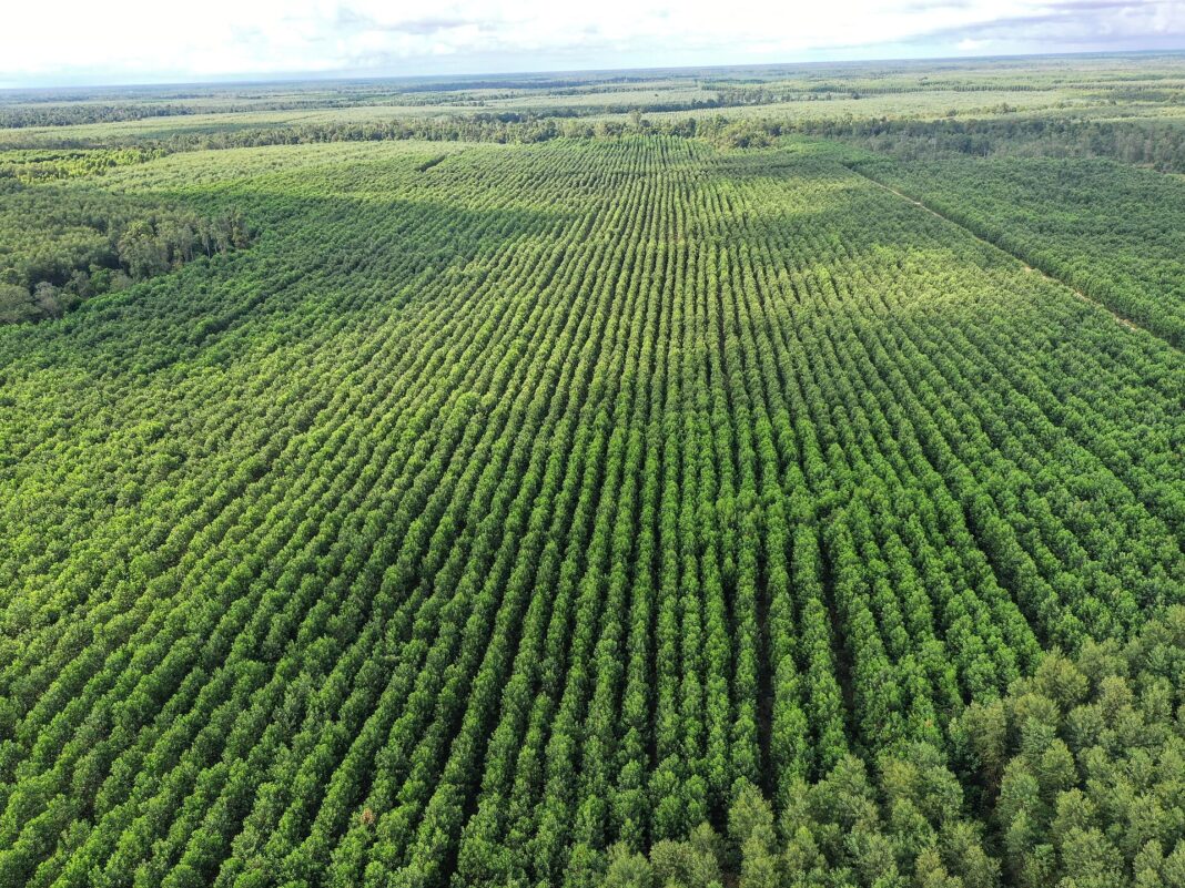 APRIL Lowers Deforestation Cutoff Amid FSC Review | Wood Central