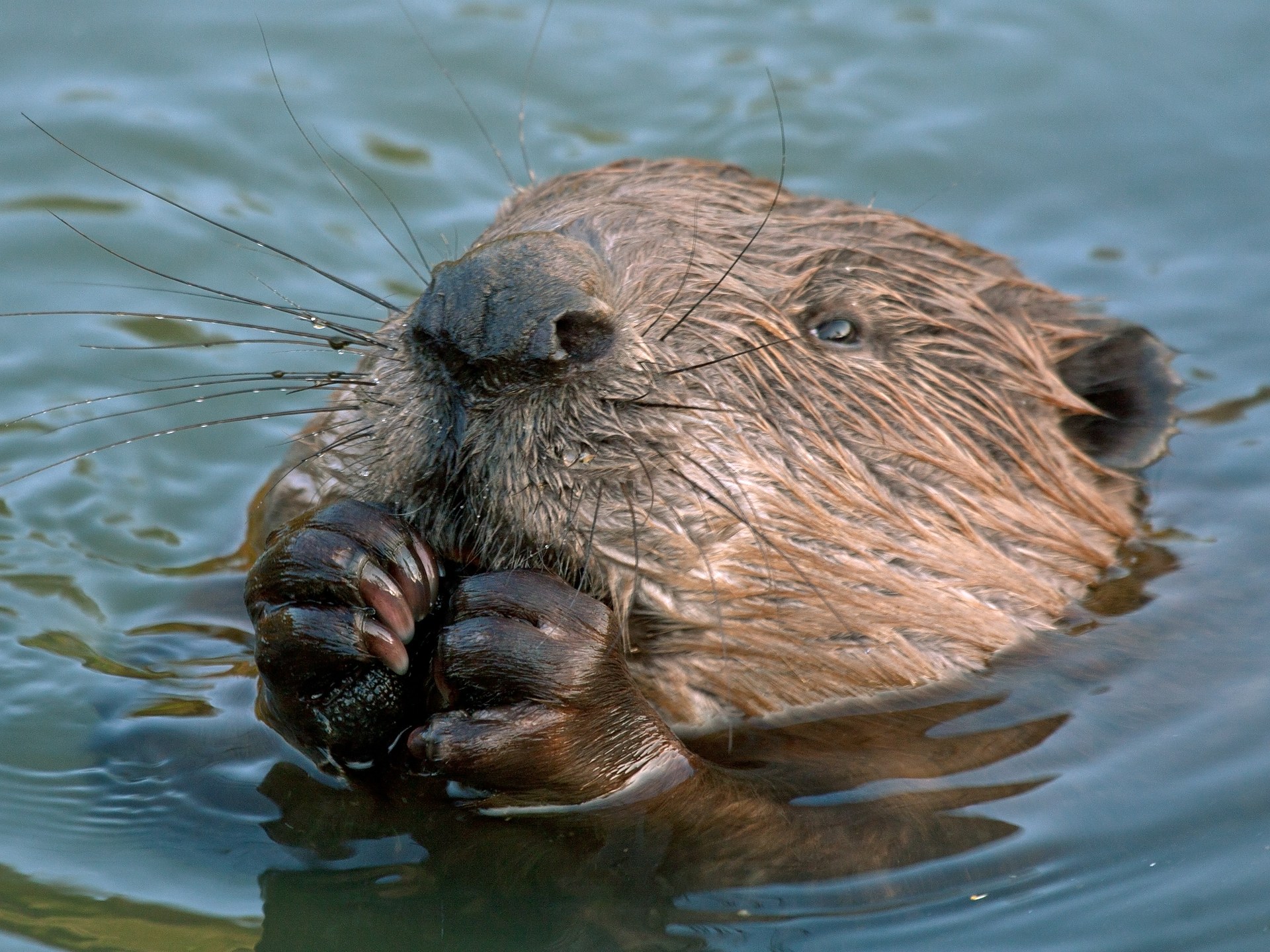 Beaver Flood Trial Builds England's Largest Dam | Wood Central