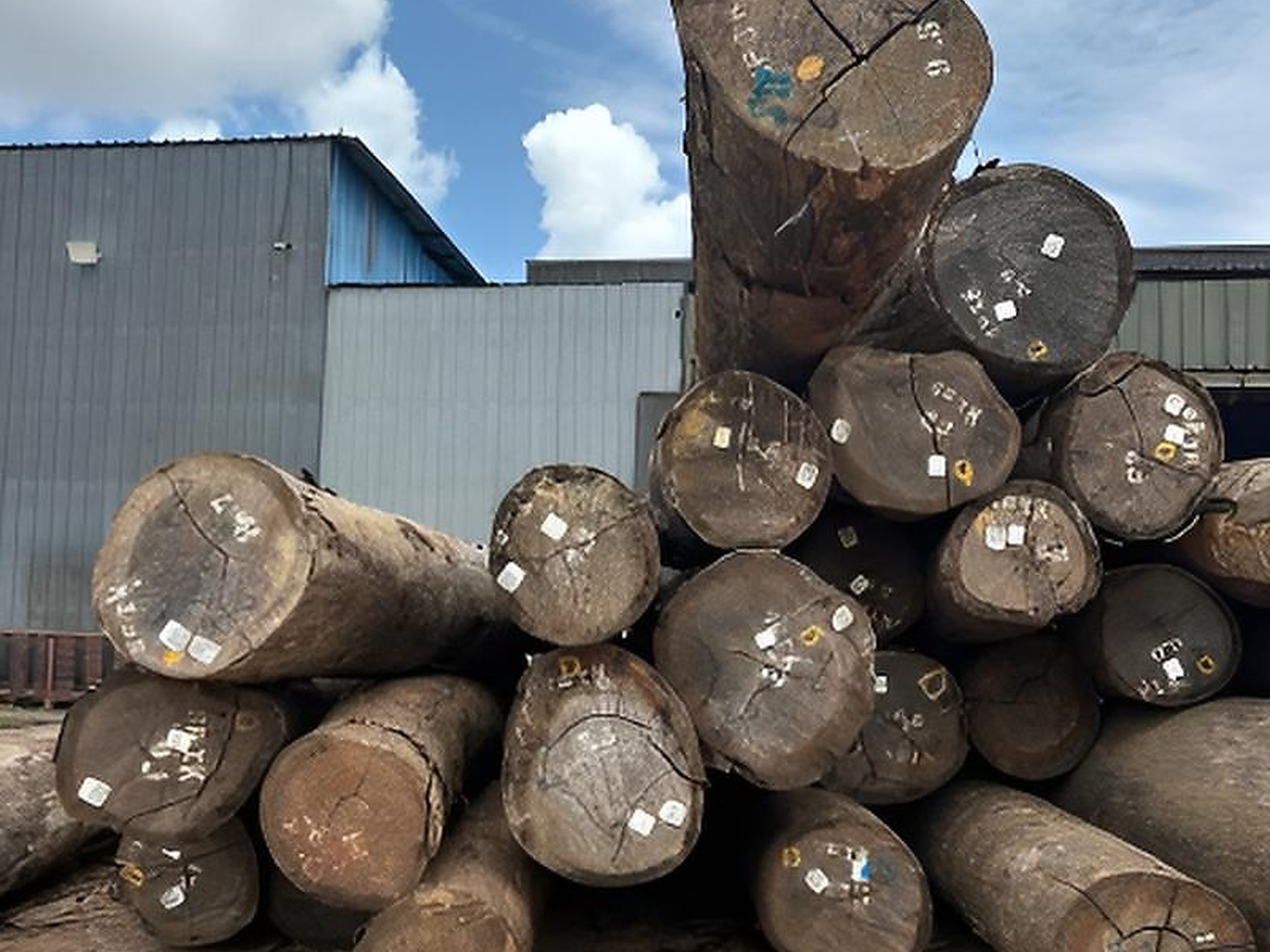 DOJ Rallies Nations to Stamp Out Timber Trafficking | Wood Central