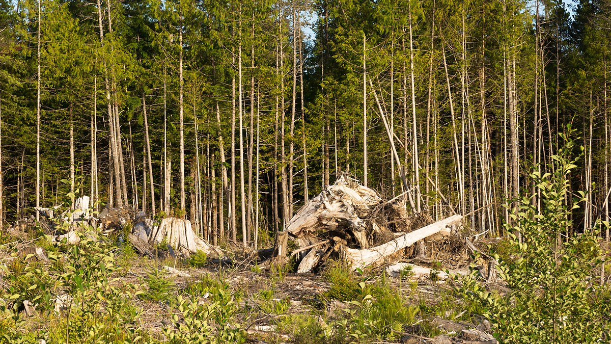 Greater Co-operation Needed for UN Forest Goals | Wood Central