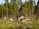 Greater Co-operation Needed for UN Forest Goals | Wood Central
