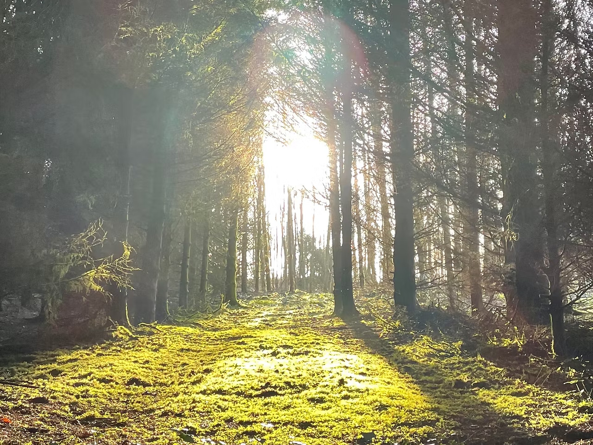 Forestry Can Solve Ireland's Climate Goals with Sitka Spruce | Wood Central