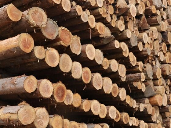 Fire-Damaged Cedar Salvaged After Japan's Biggest Wildfire | Wood Central