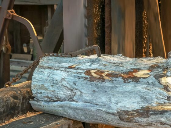 Watt Rejects Claim New Standards Will End Tasmanian Forestry | Wood Central