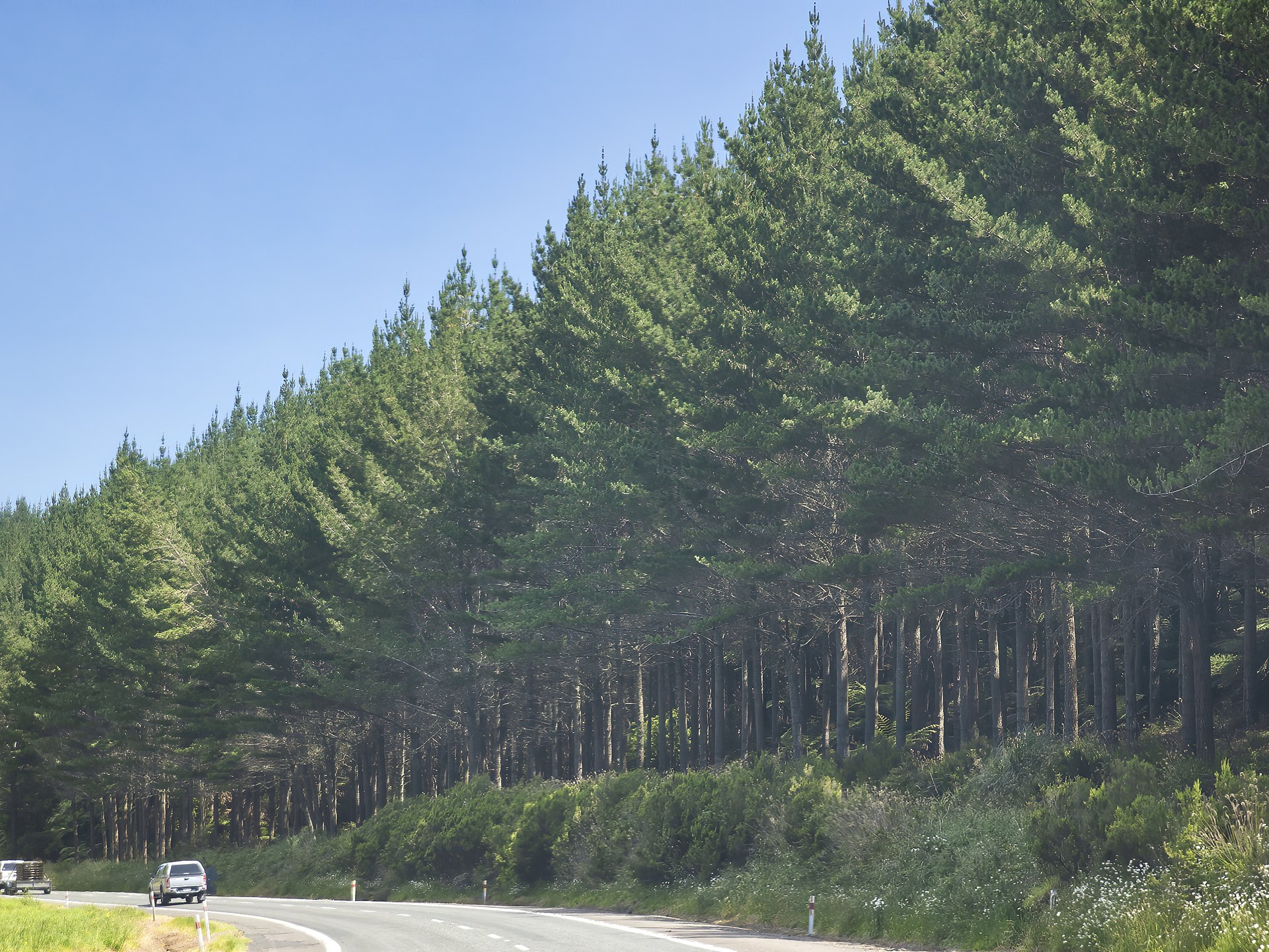New Zealand Backs Single NZ Pine Brand to Double Exports | Wood Central