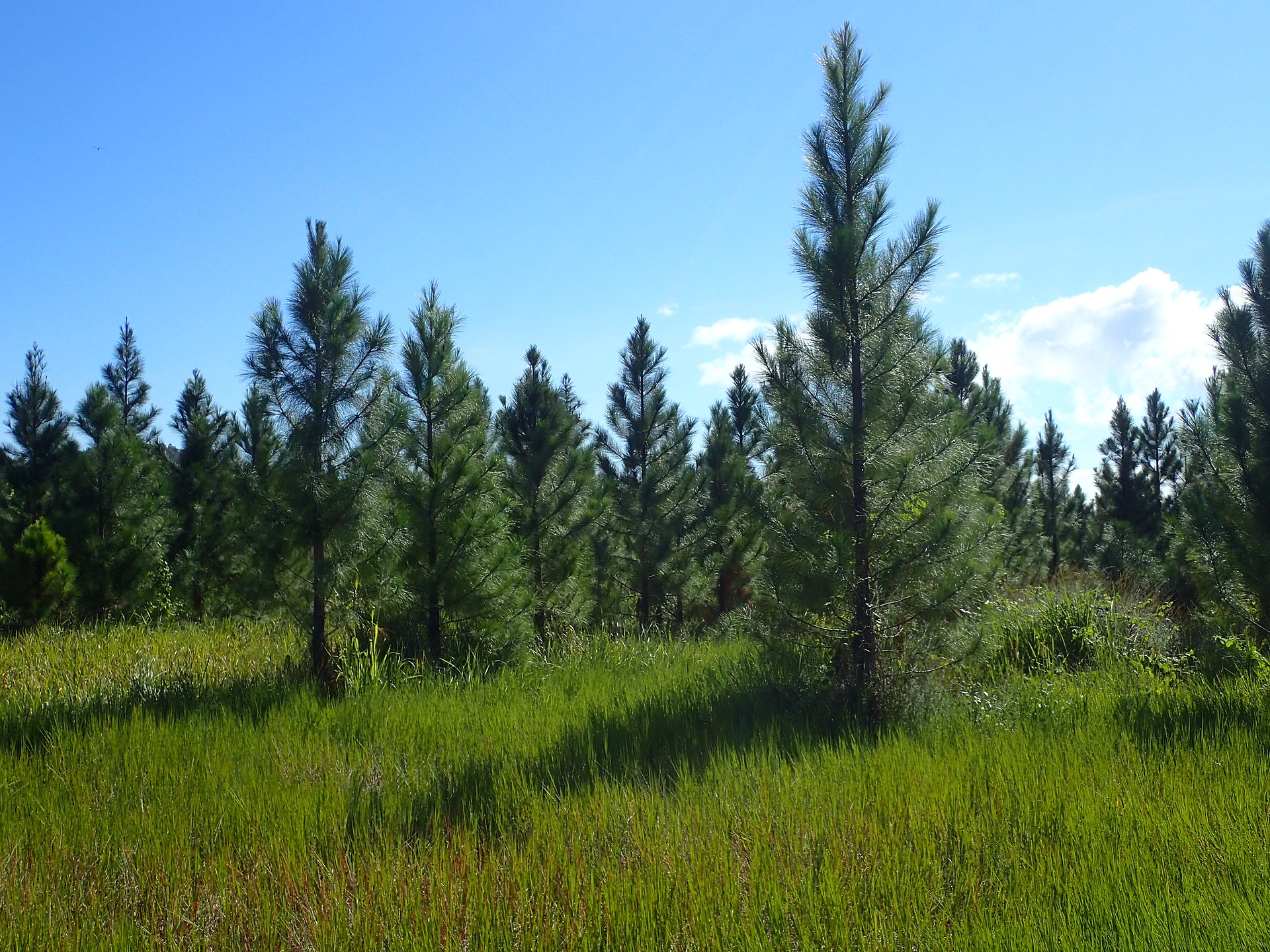 Queensland's Million-Home Target Hinges on Plantations | Wood Central