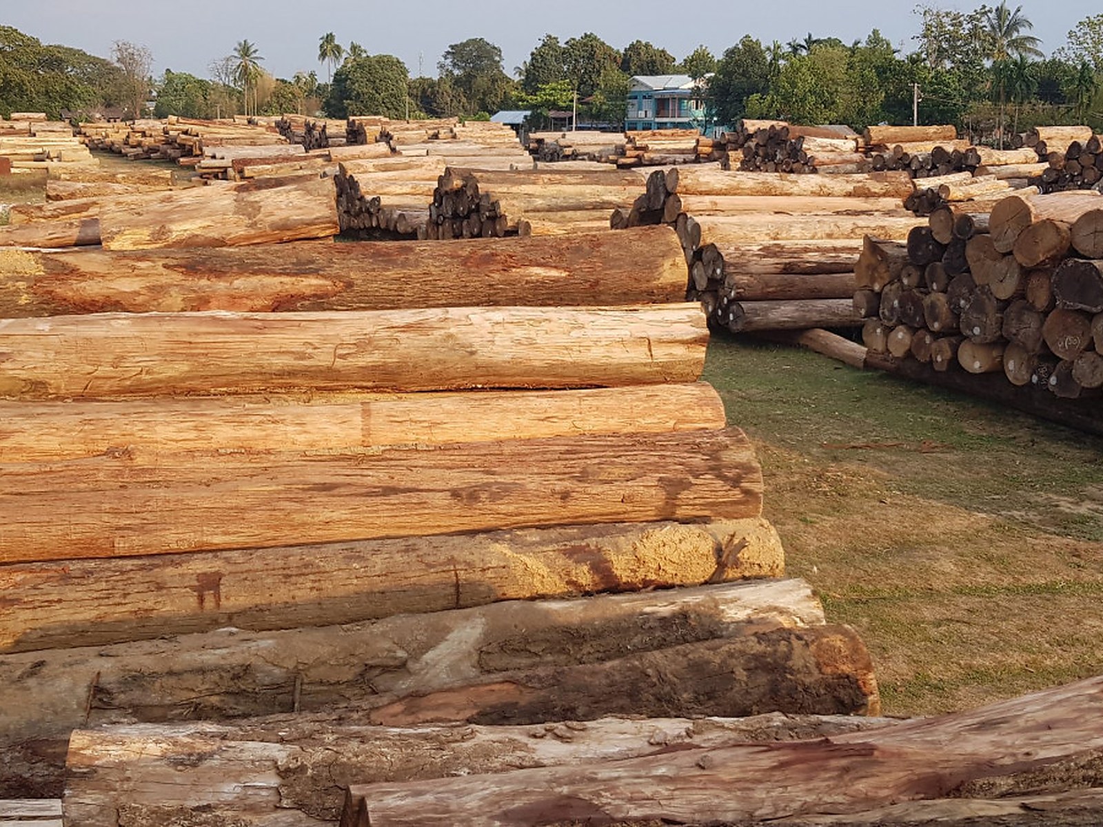 Myanmar Teak Funds Junta: Sunseeker's $200k Plea | Wood Central
