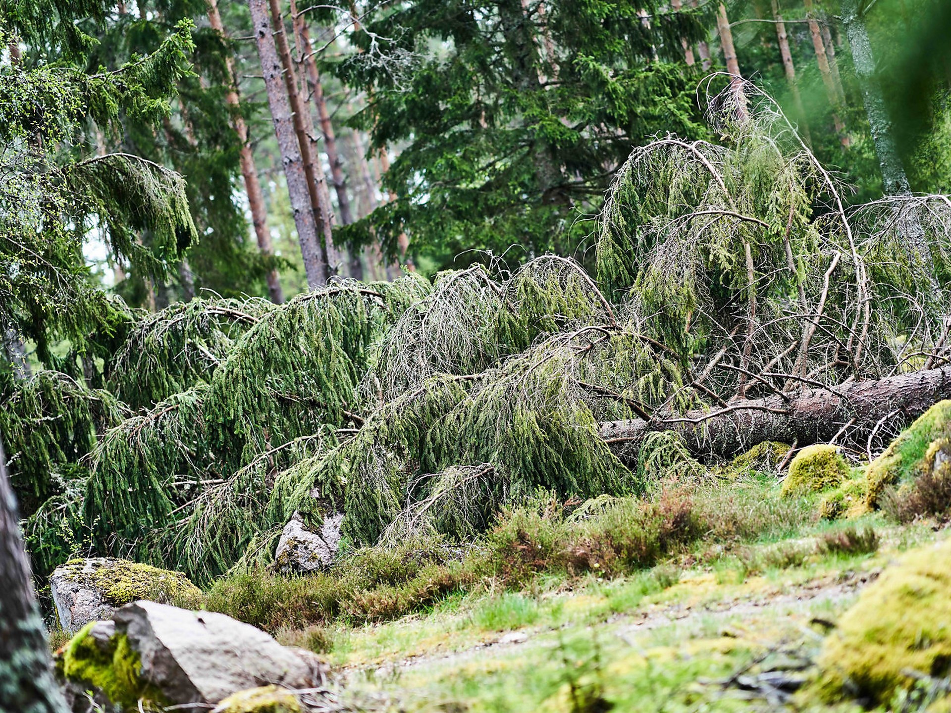 Sweden Eases Driving Rules for Storm Dave Windthrow | Wood Central
