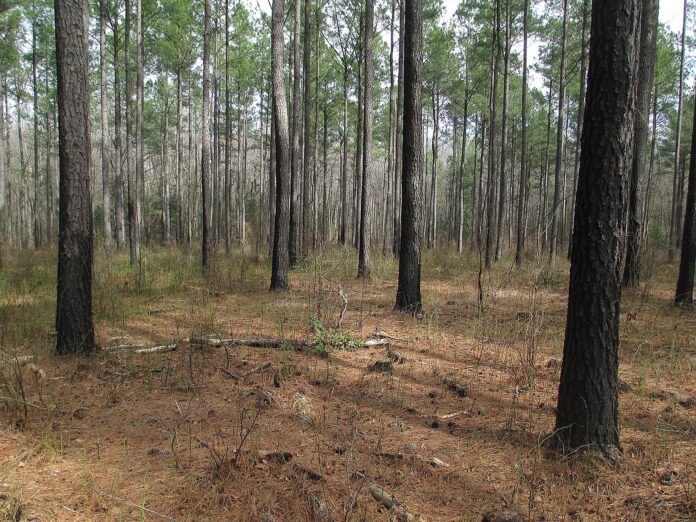 US Structural Lumber Capital Flows South | Wood Central