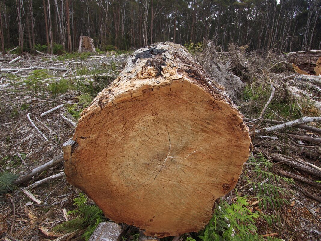 Victoria's Native Forest Logging and Tasmanian Timber | Wood Central